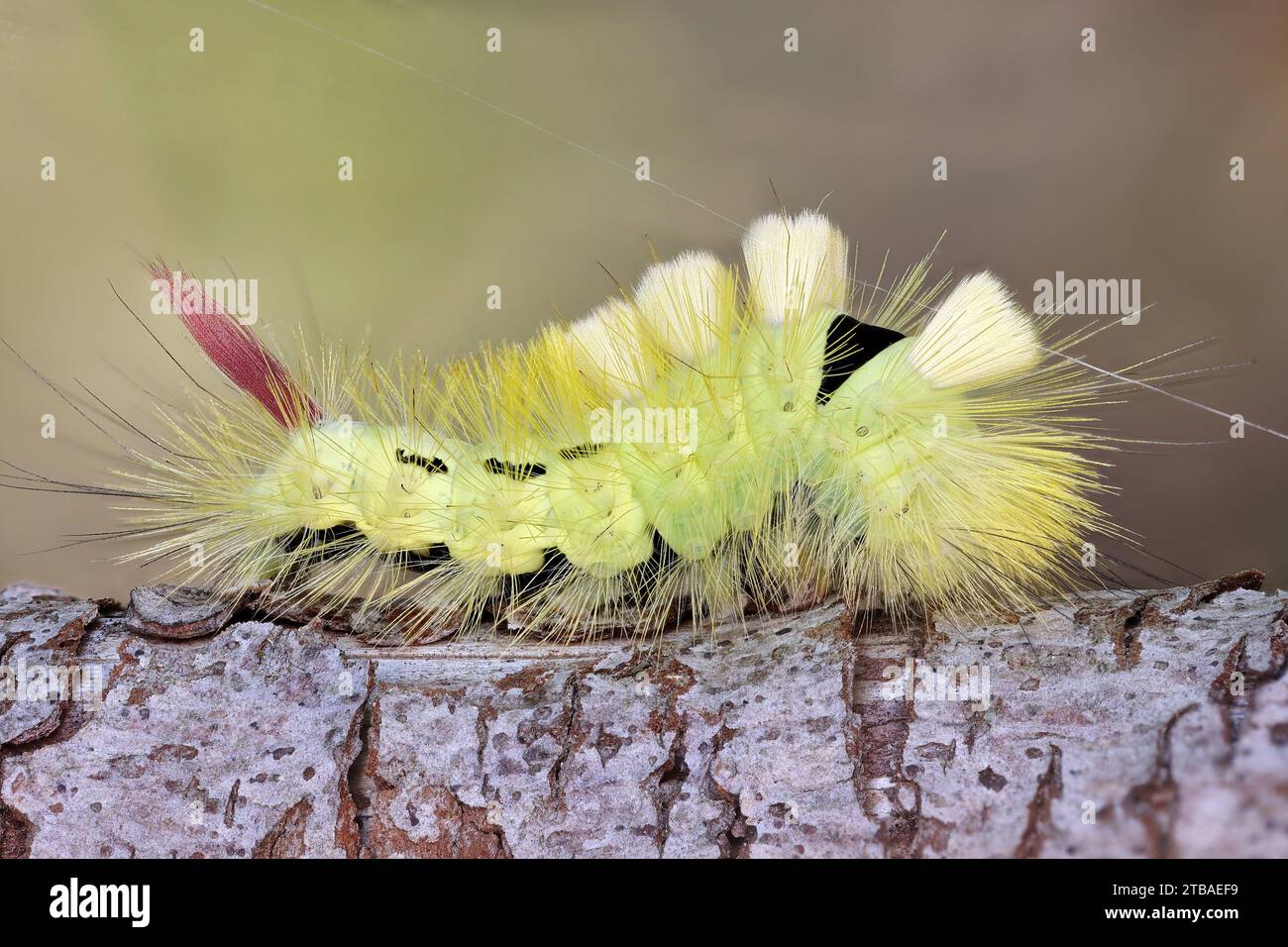 Pale tussock, Red-tail moth (Dasychira pudibunda, Olene pudibunda ...