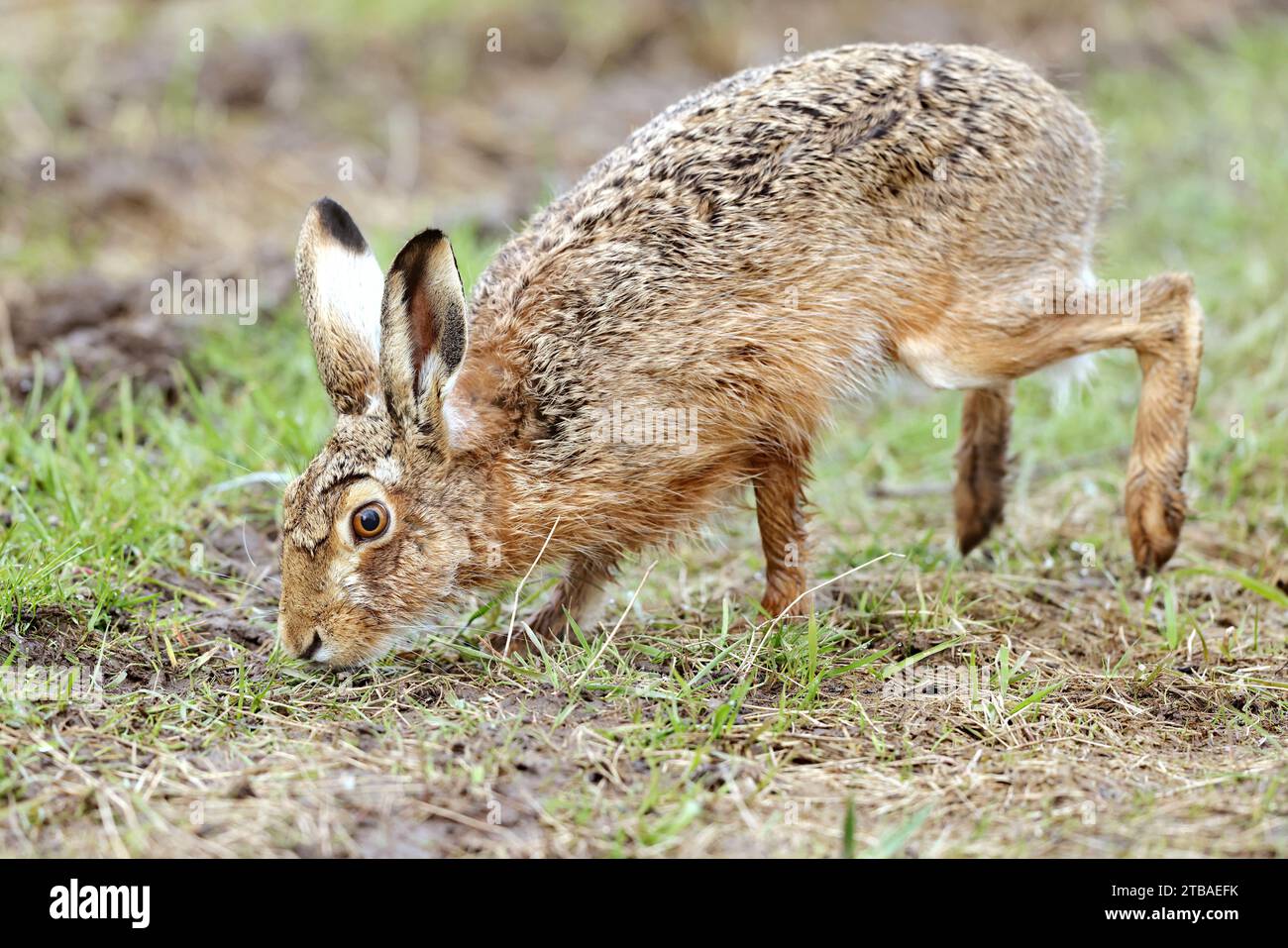 European hare, Brown hare (Lepus europaeus), scampering over a meadow ...
