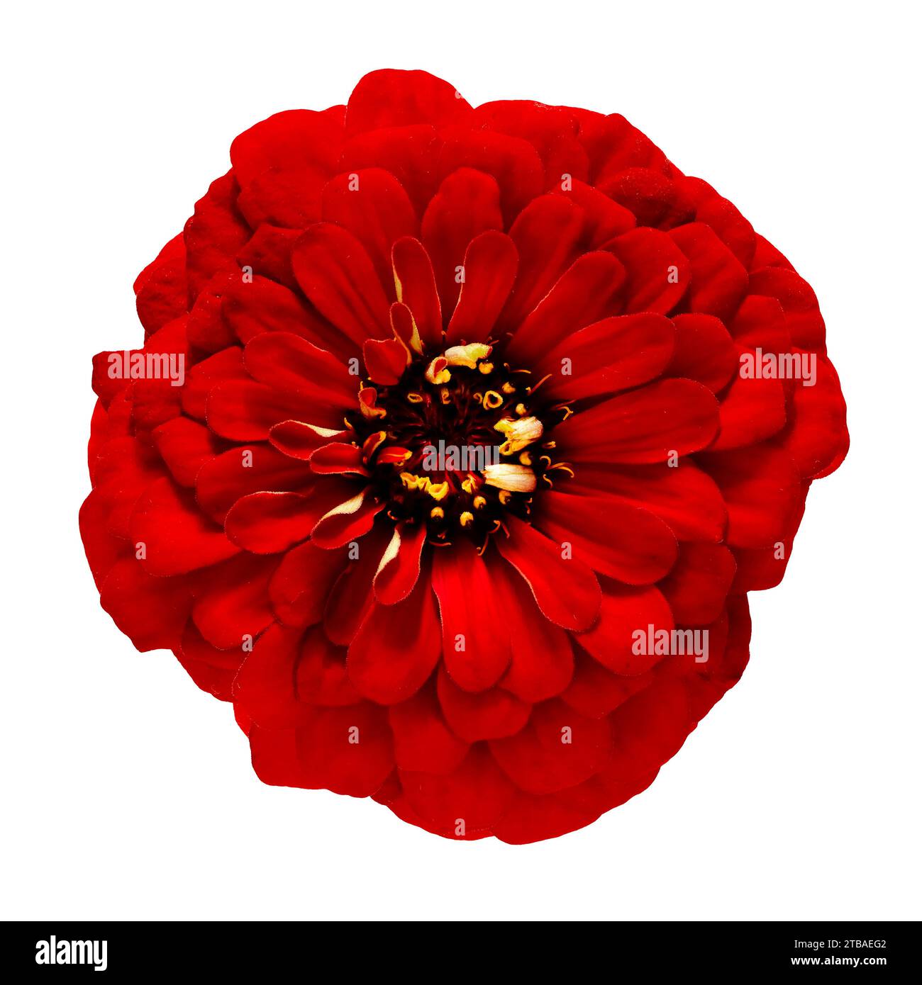 Age old blooms Cut Out Stock Images & Pictures - Alamy