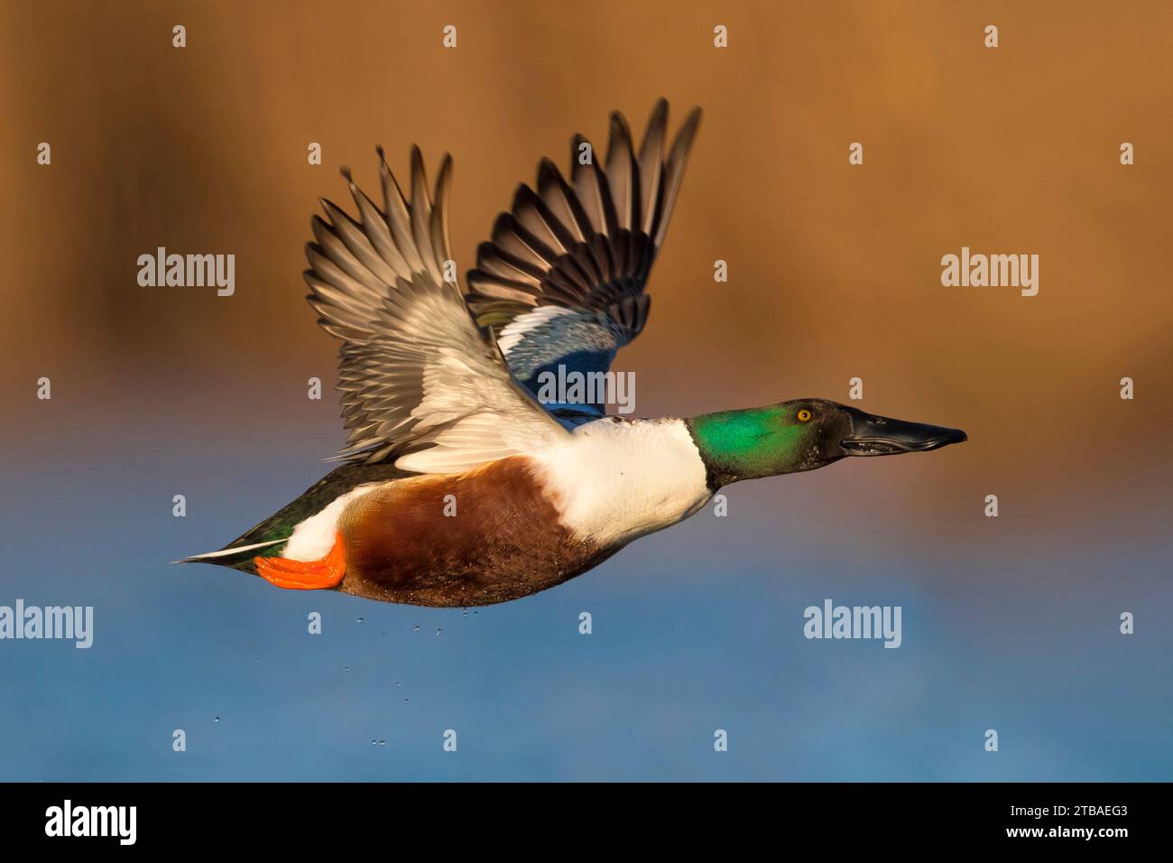 northern shoveler, shoveler (Anas clypeata, Spatula clypeata), drake in ...