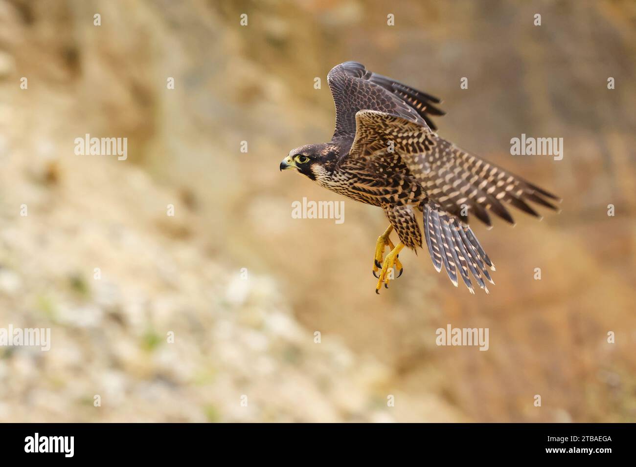 Peregrine falcon flight hi-res stock photography and images - Alamy