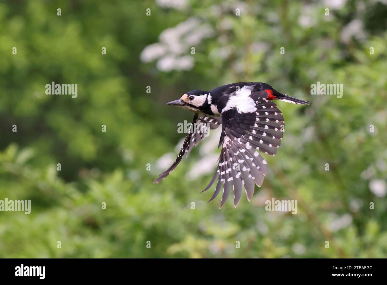 Pico volando hi-res stock photography and images - Alamy