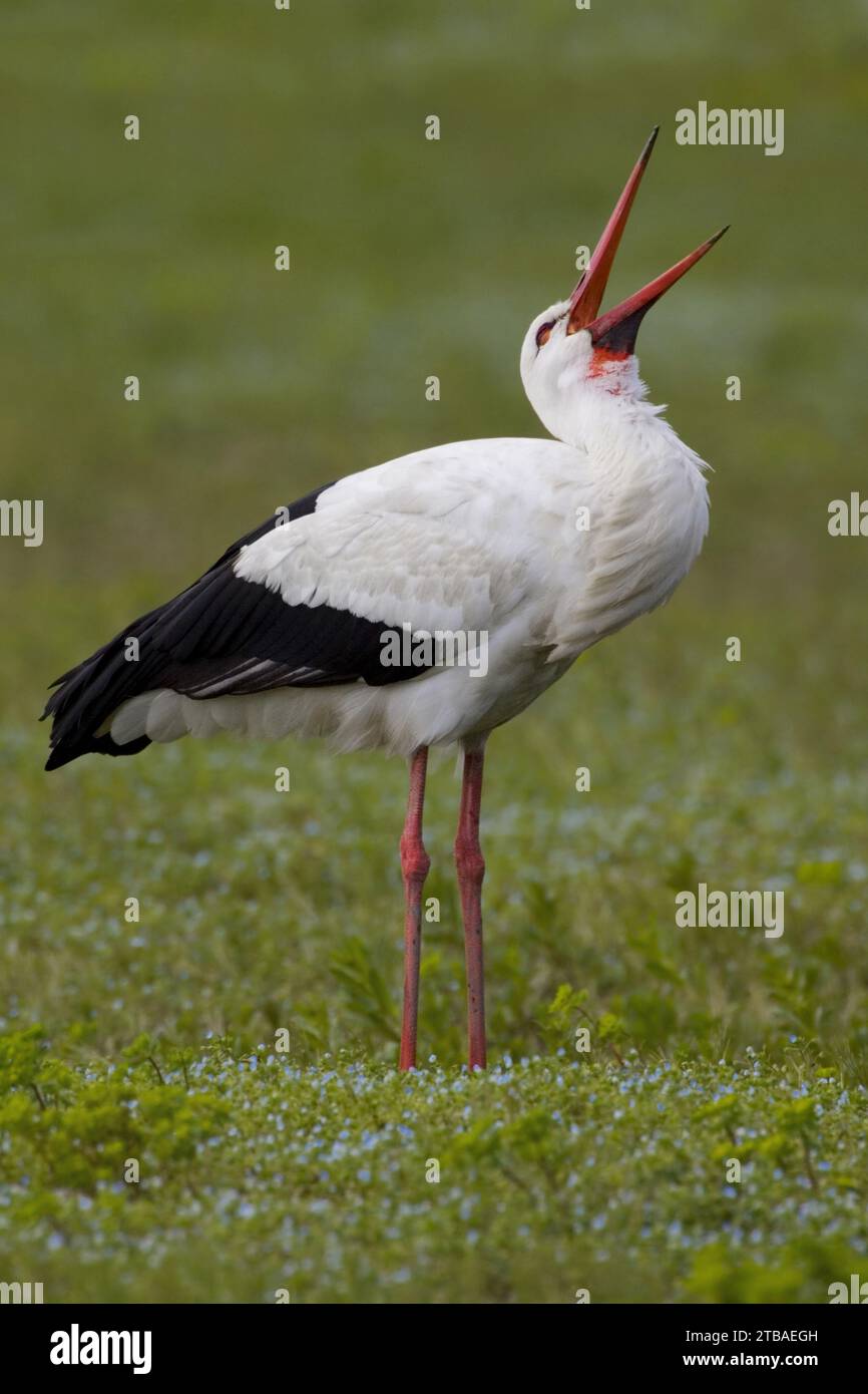 white stork (Ciconia ciconia), bill-clattering, side view Stock Photo ...