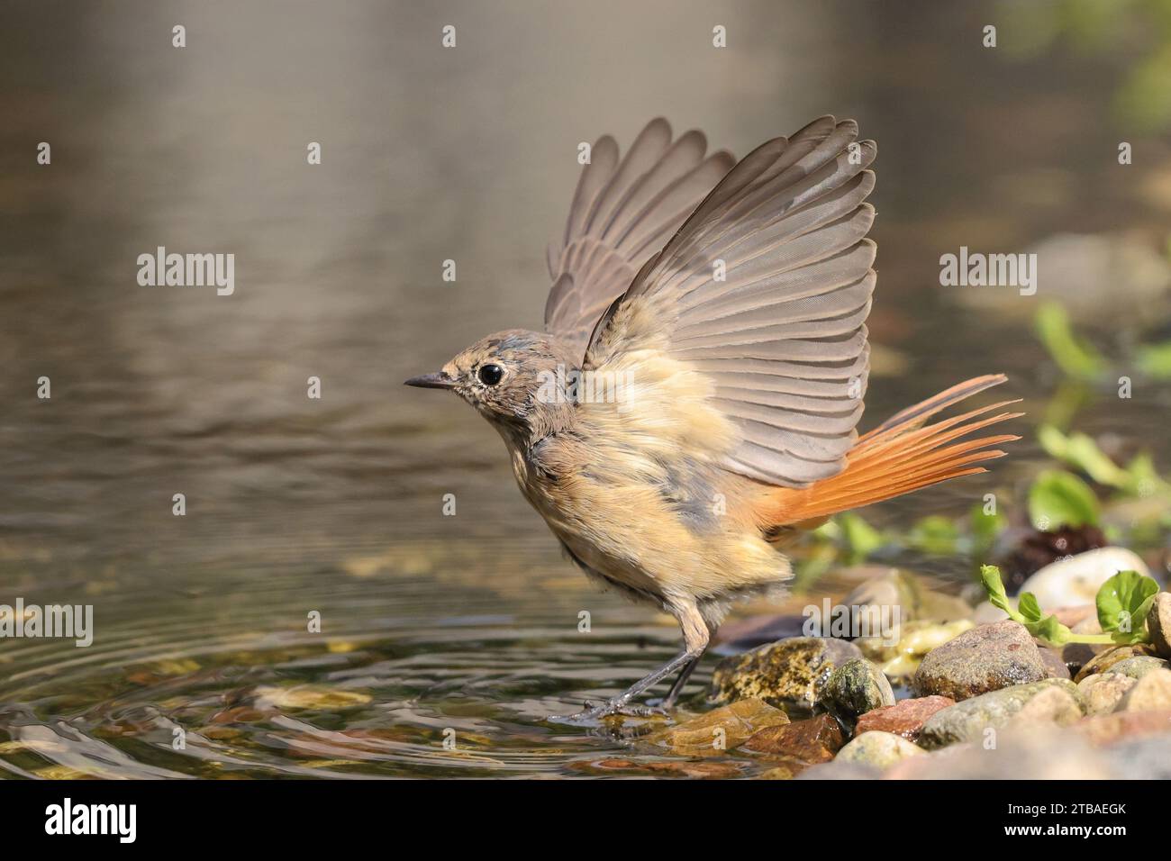 common redstart (Phoenicurus phoenicurus), juvenile at water edge ...