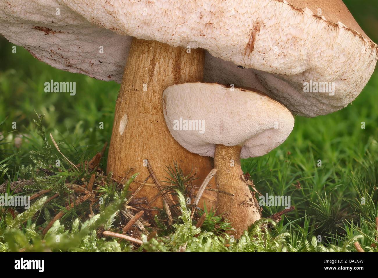 bitter bolete (Tylopilus felleus), two fruiting bodies on mossy forest ...