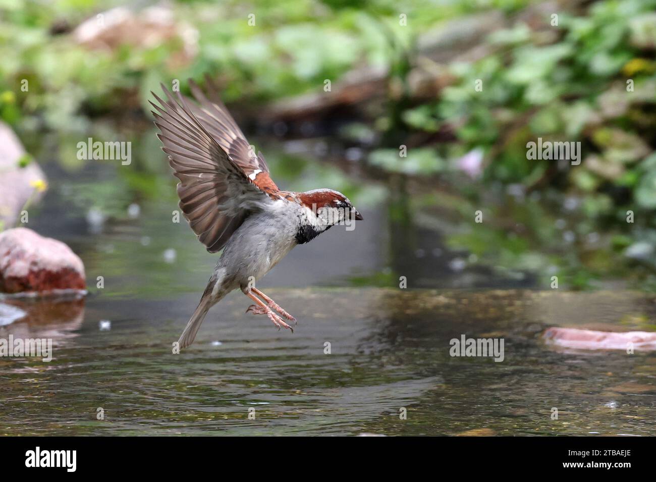 house sparrow (Passer domesticus), male landing in a brook, side view ...