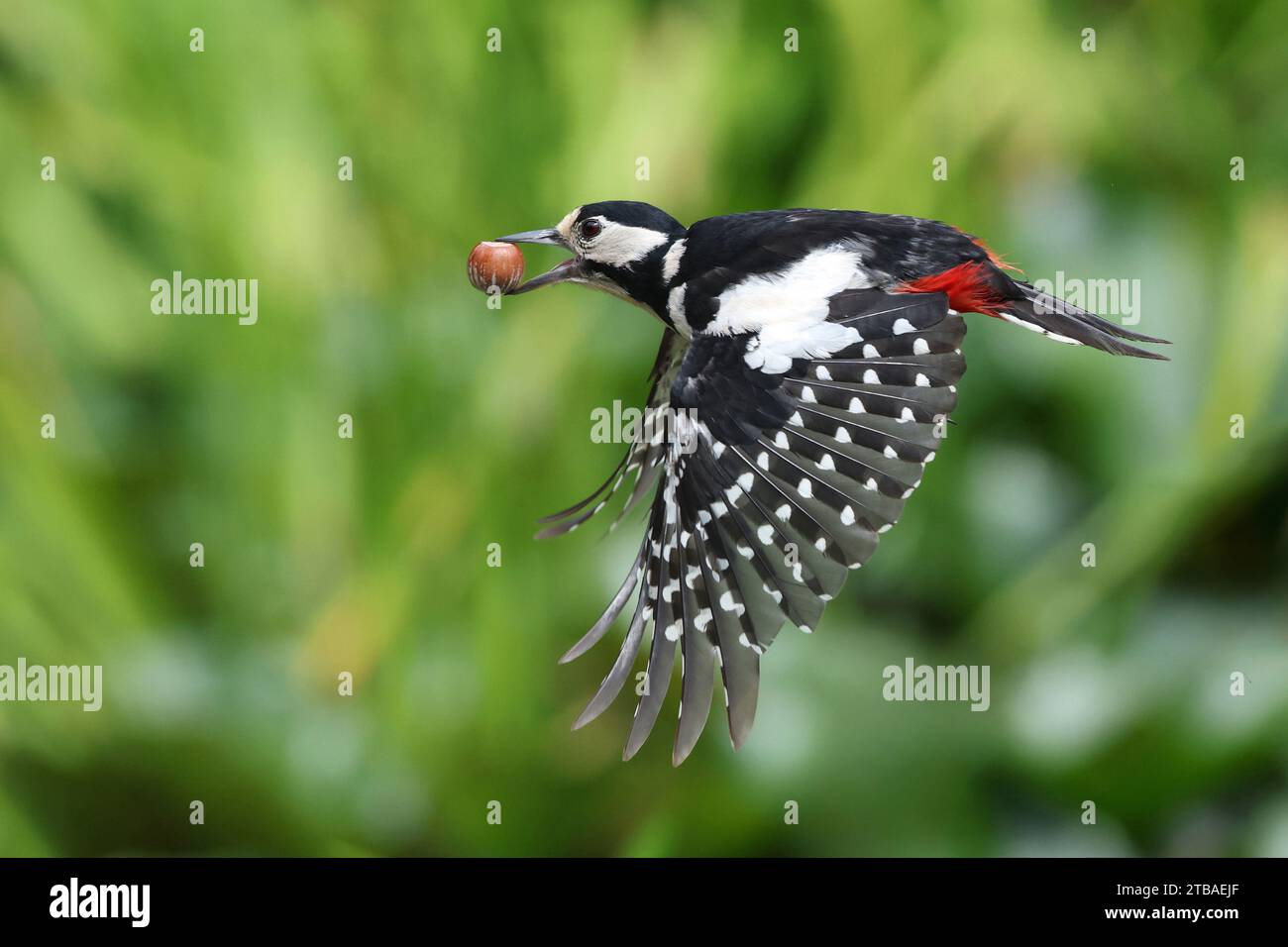 Pico volando hi-res stock photography and images - Alamy