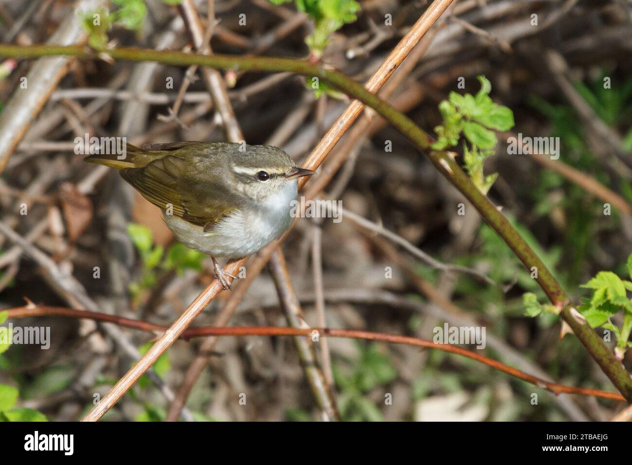 Japanese pale-legged willow warbler, Sakhalin leaf warbler ...