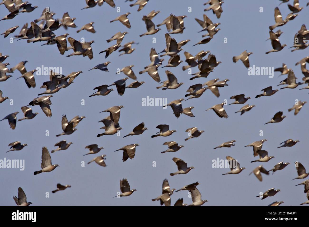 wood pigeon, common wood pigeon (Columba palumbus), taking off flock ...
