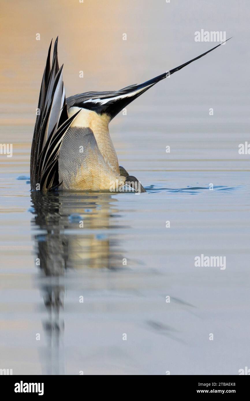 northern pintail, pintail (Anas acuta), dabbling drake, side view ...