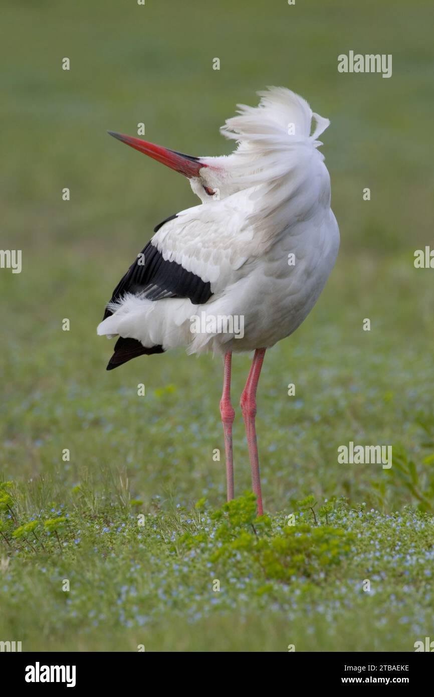 white stork (Ciconia ciconia), stretching, side view Stock Photo - Alamy