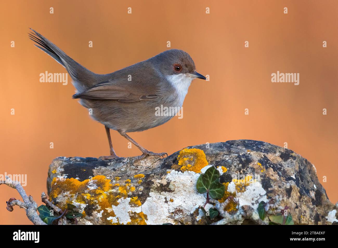 Sardinian warbler (Sylvia melanocephala, Curruca melanocephala), female ...
