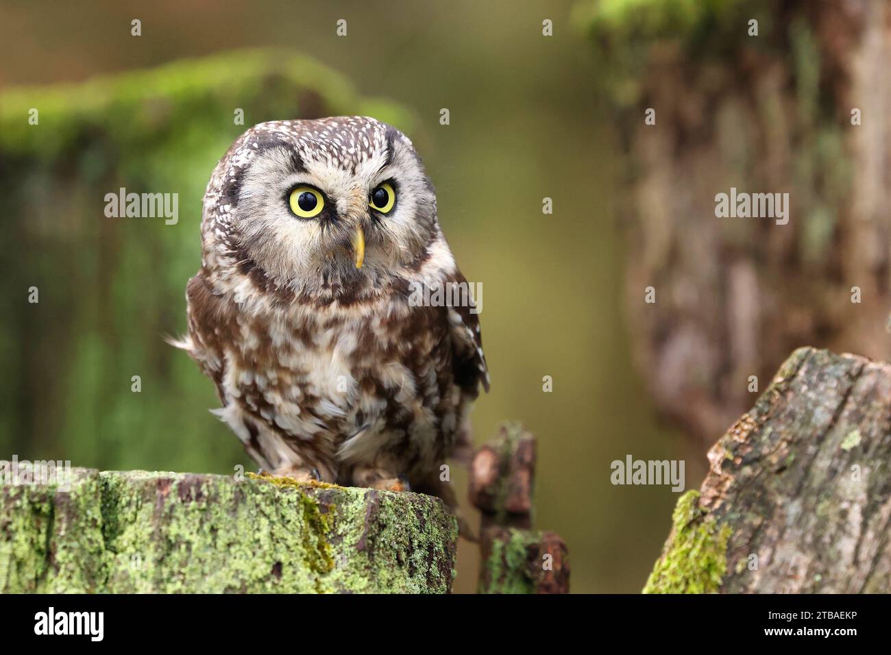 boreal owl, Tengmalm's owl, Richardson's owl (Aegolius funereus ...