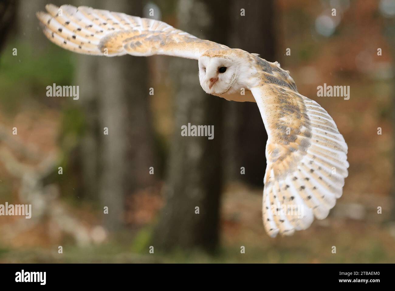 Barn owl (Tyto alba), in flight, Czech Republic, Klatovy Stock Photo ...
