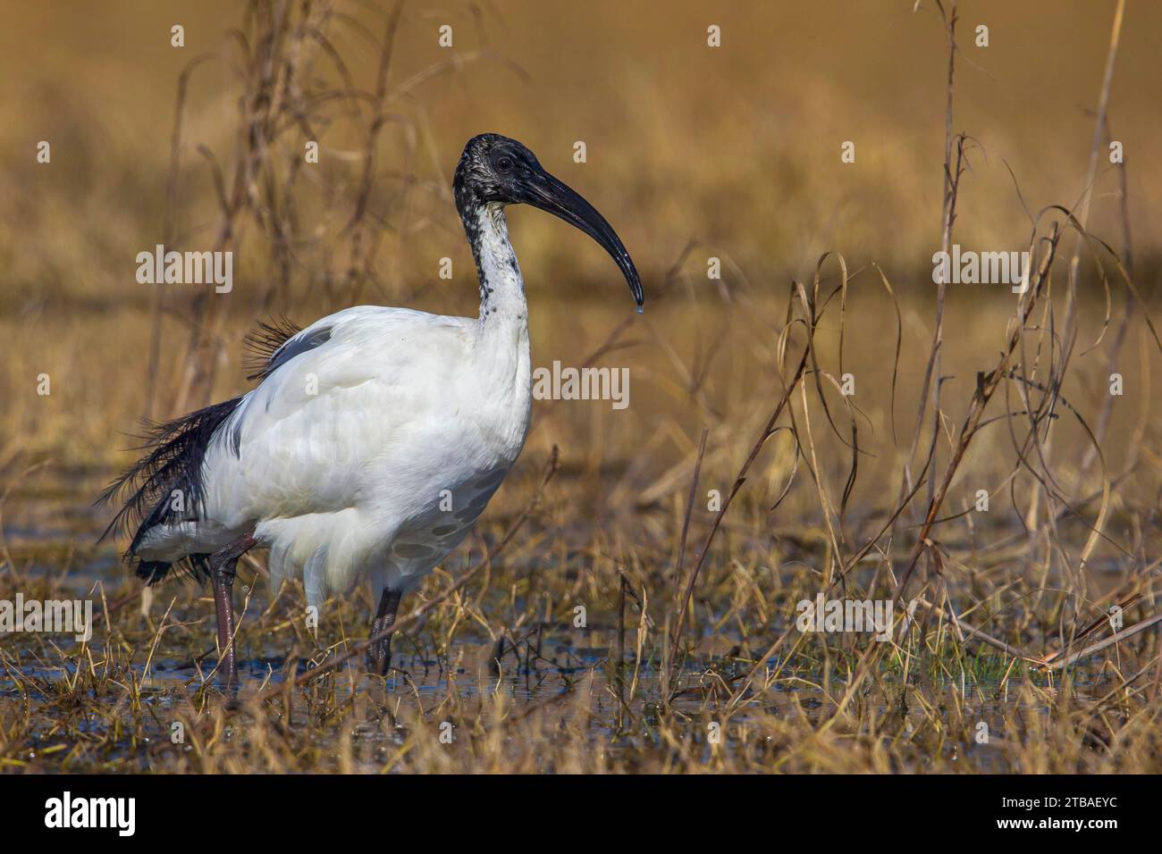 African sacred ibis (Threskiornis aethiopicus), foraging in shallow ...
