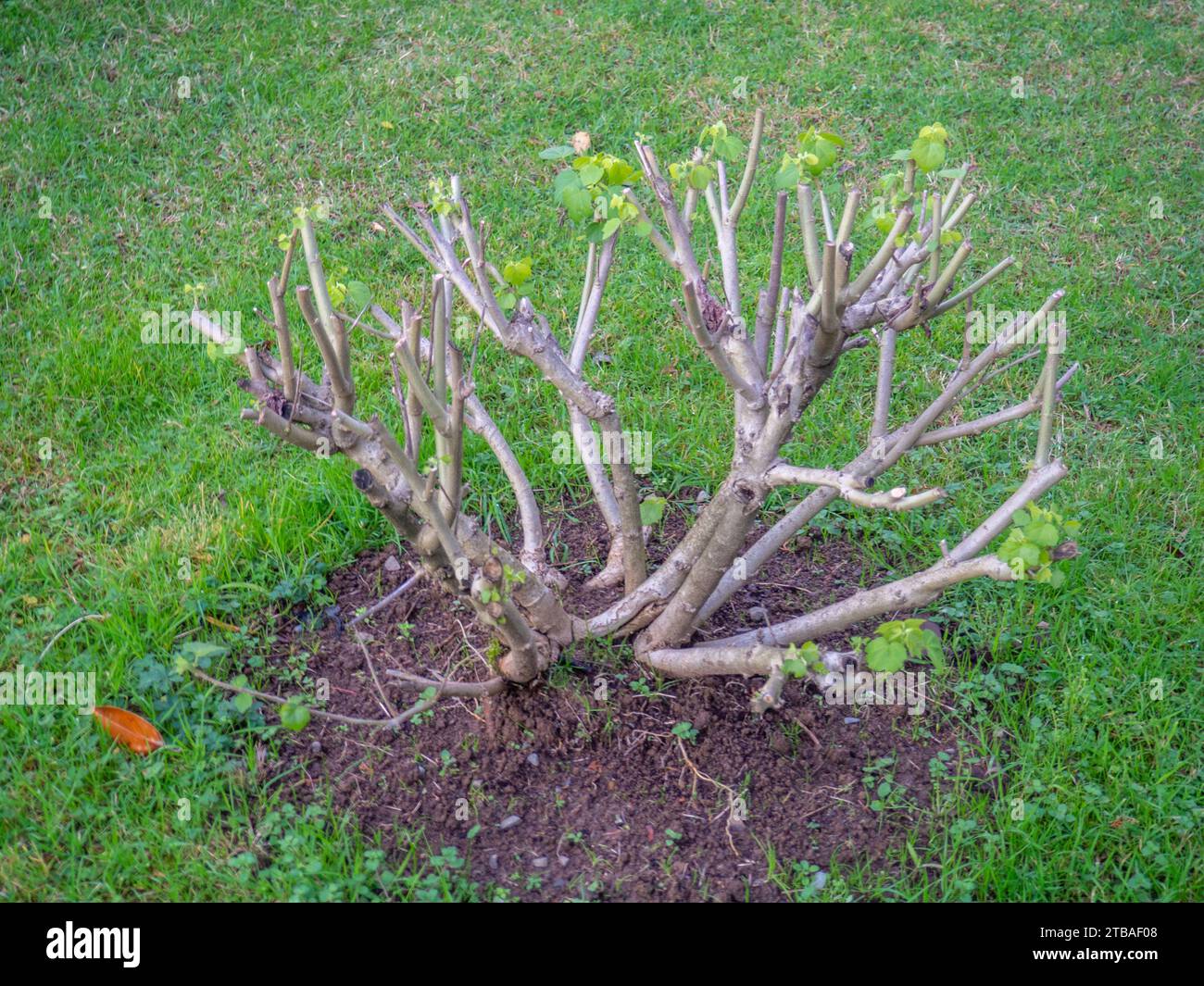Cut branches from a bush in the park. After the gardener's work ...
