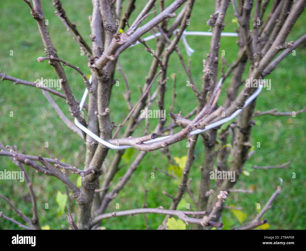 Cut branches from a bush in the park. After the gardener's work. Tied ...