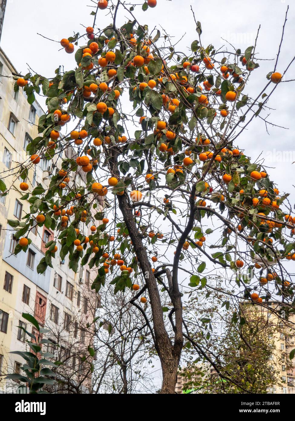 Persimmon tree with fruits against the background of a gray autumn sky ...