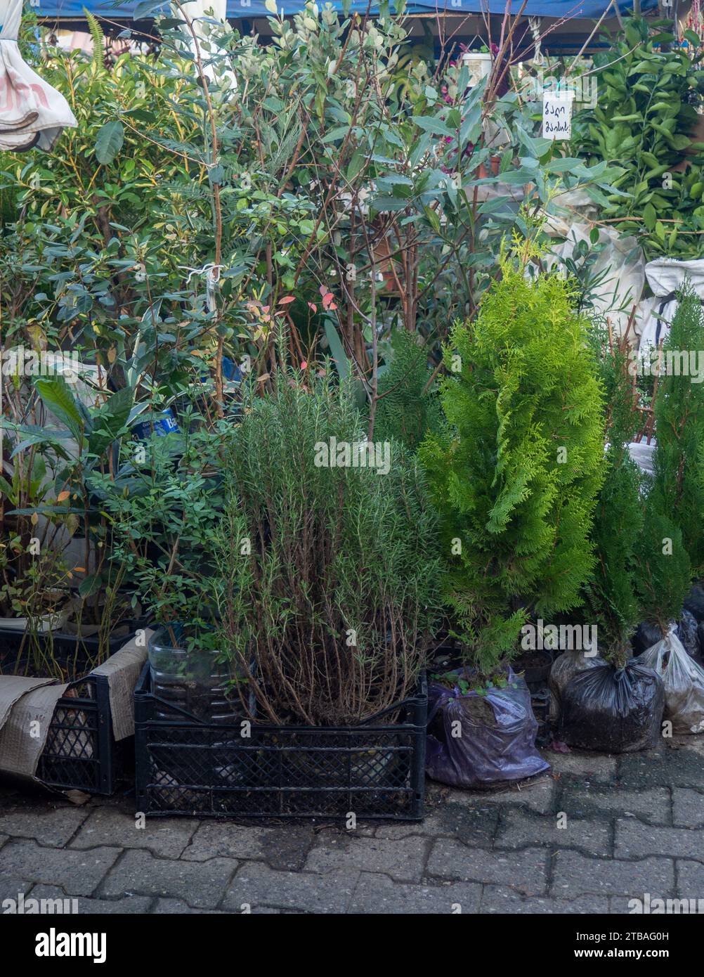 Sale of shrubs for the site. Assorted trees and bushes on the market ...