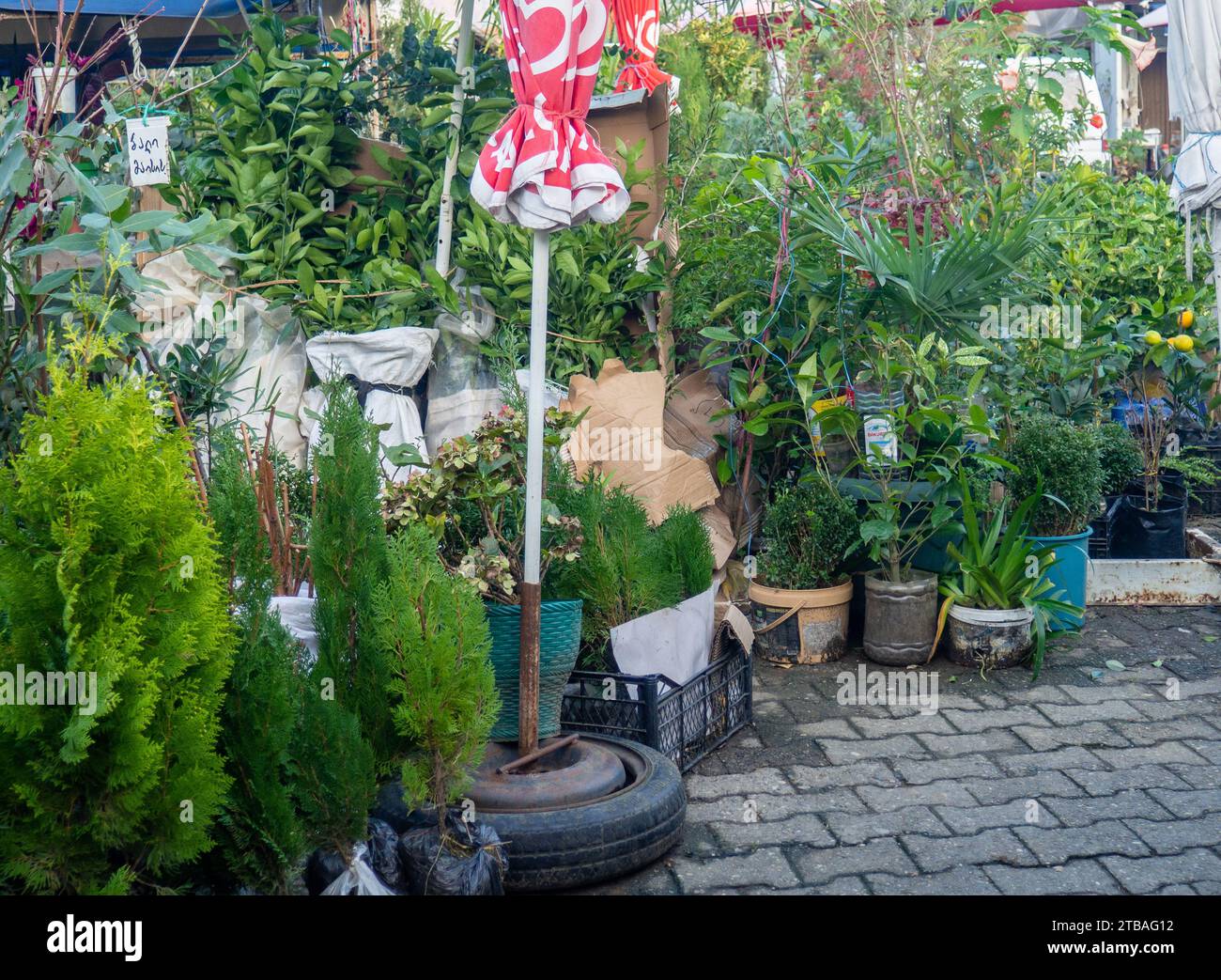 Sale of shrubs for the site. Assorted trees and bushes on the market ...