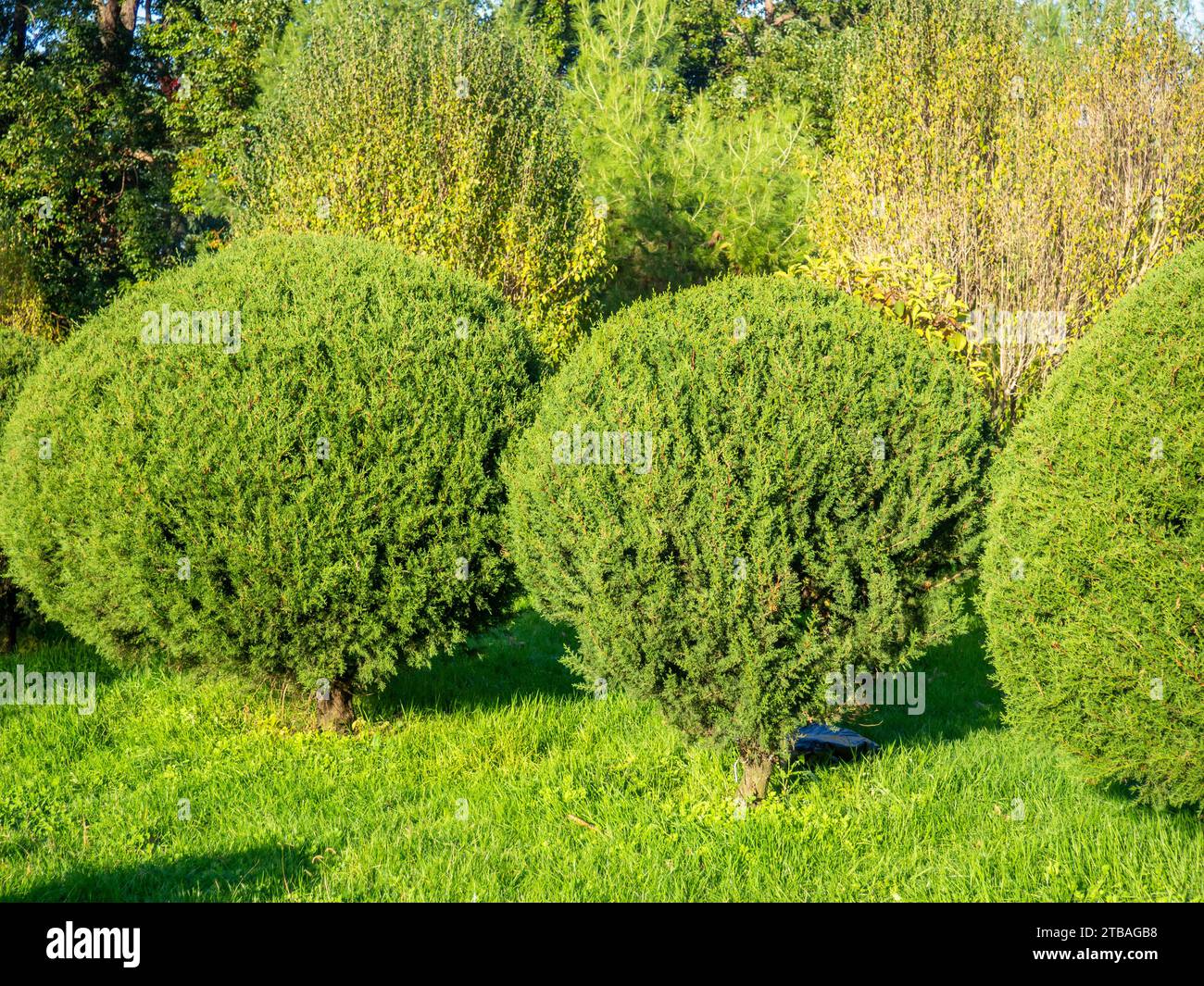 Trimmed round coniferous bushes. Vegetation in the park. Plant trimming ...