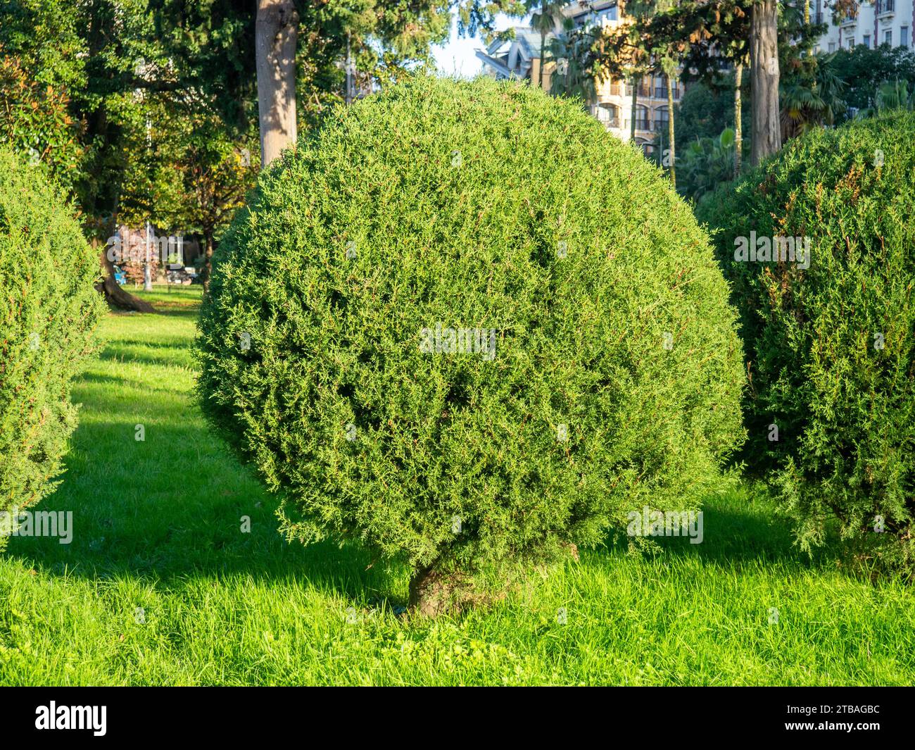 Trimmed round coniferous bushes. Vegetation in the park. Plant trimming ...