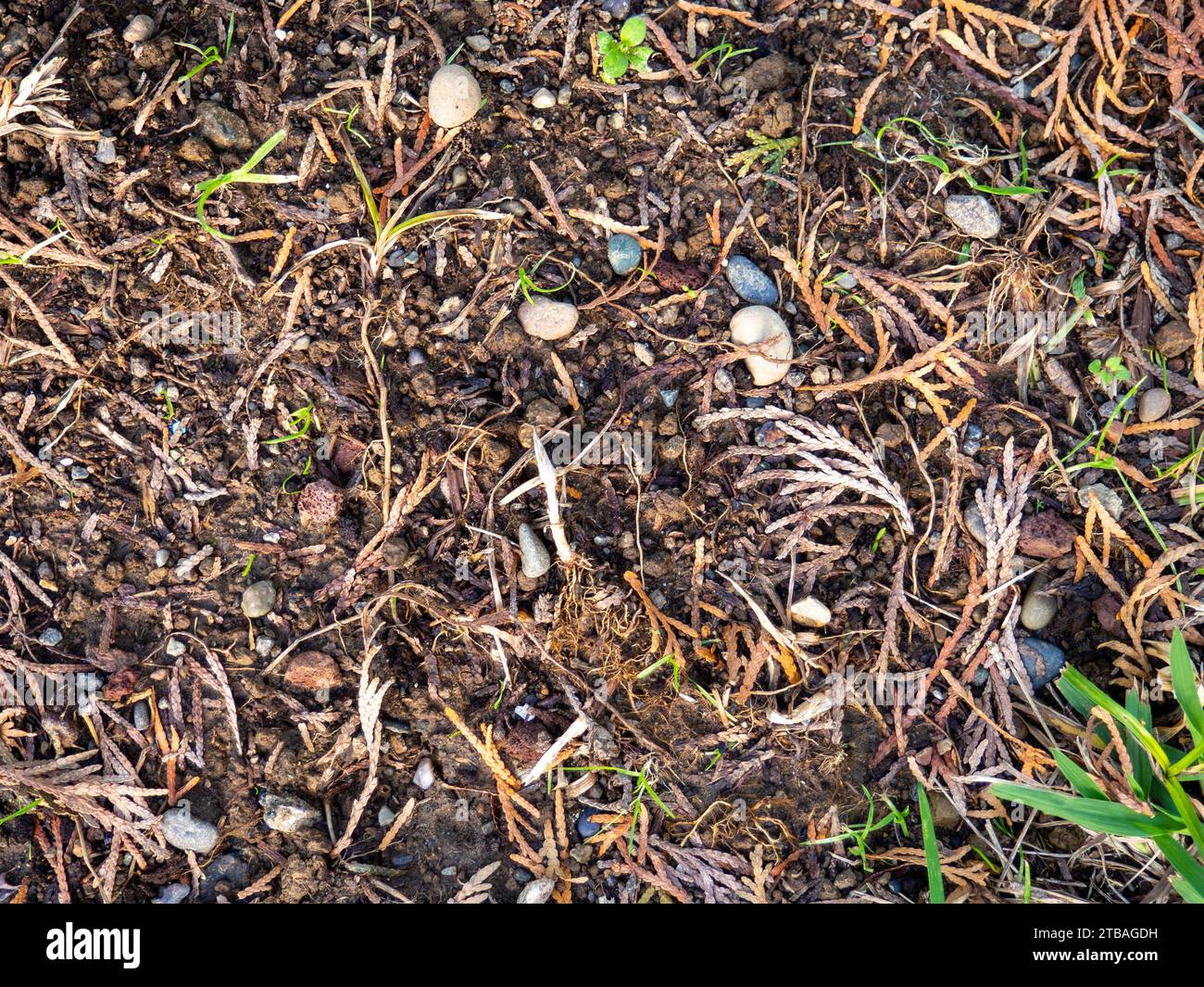 Background of earth, stones and fallen leaves. Natural background. What ...