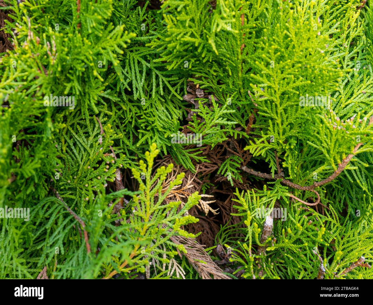 Background from coniferous leaves. A gentle green plant. Natural ...