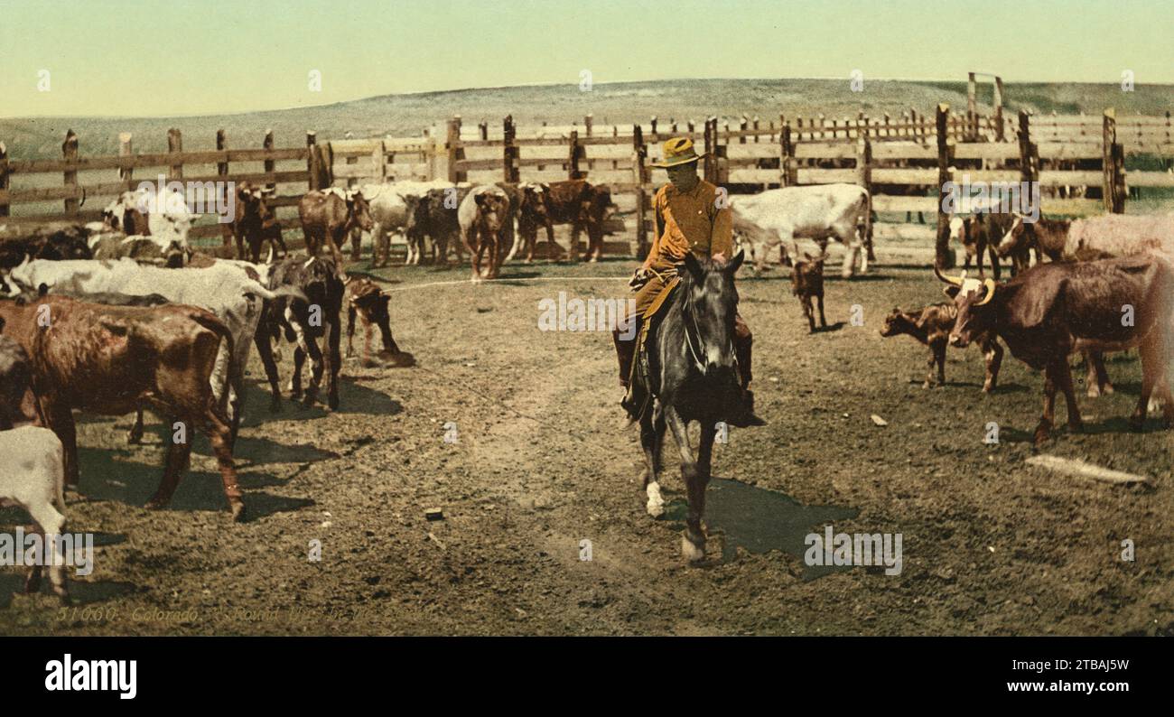 "Round up" in the corral, Colorado 1898 Stock Photo - Alamy