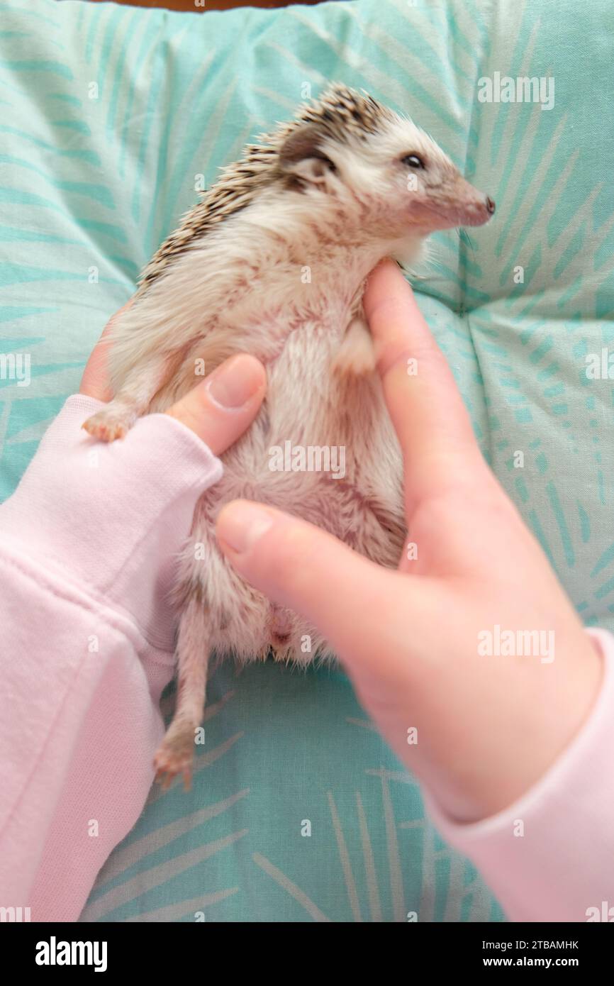 Hedgehog in hands. African white-bellied hedgehog lies in female hands ...