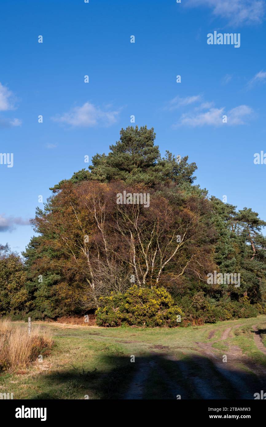 Ashdown forest gorse heathland hi-res stock photography and images - Alamy