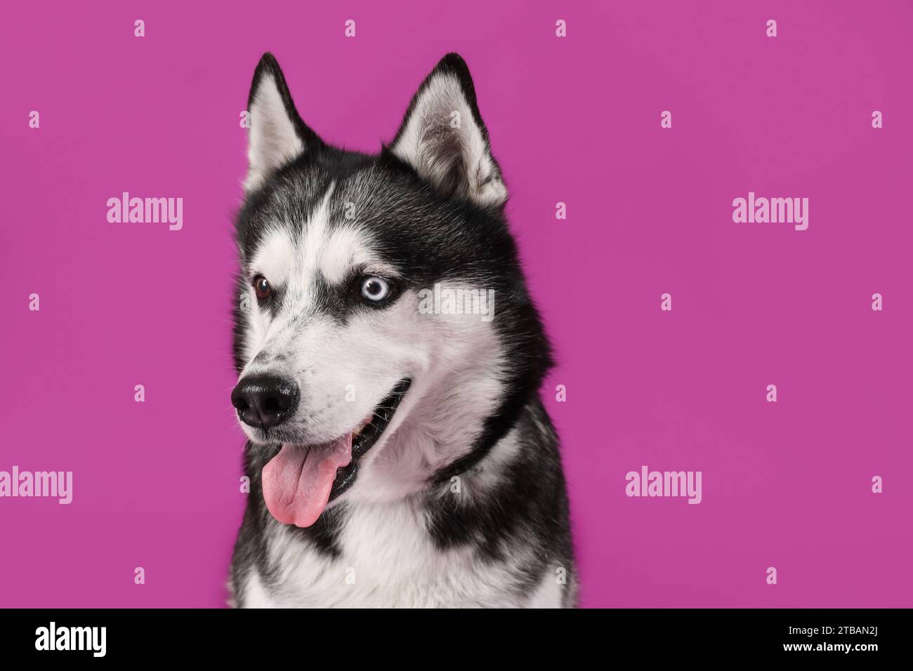 Adorable Husky dog on purple background Stock Photo - Alamy