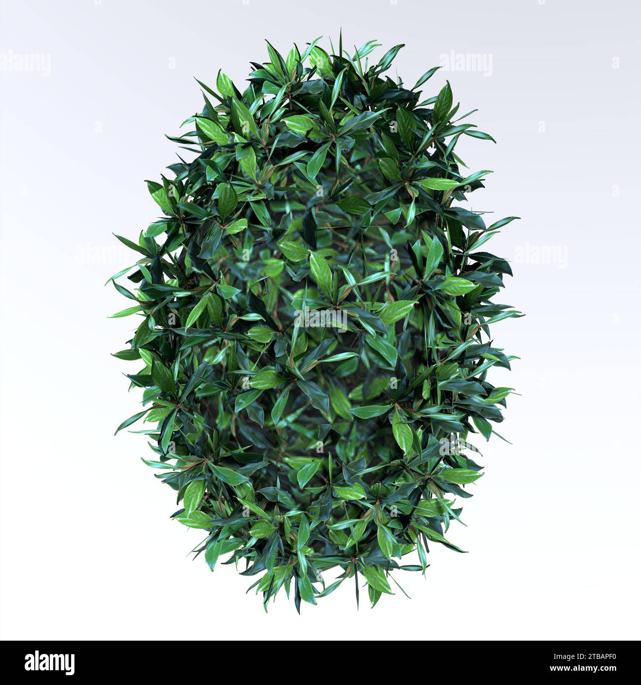 Hedge Long Bush isolated on white background Stock Photo - Alamy