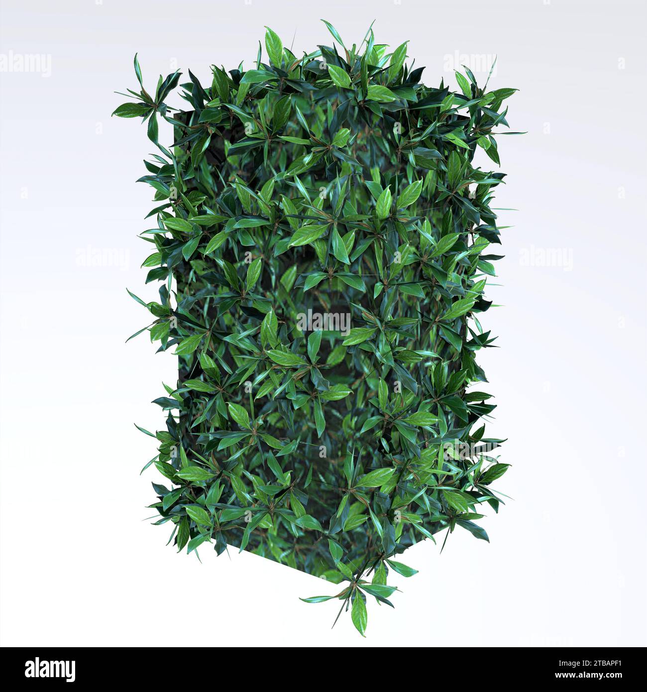 Hedge Long Bush isolated on white background Stock Photo - Alamy