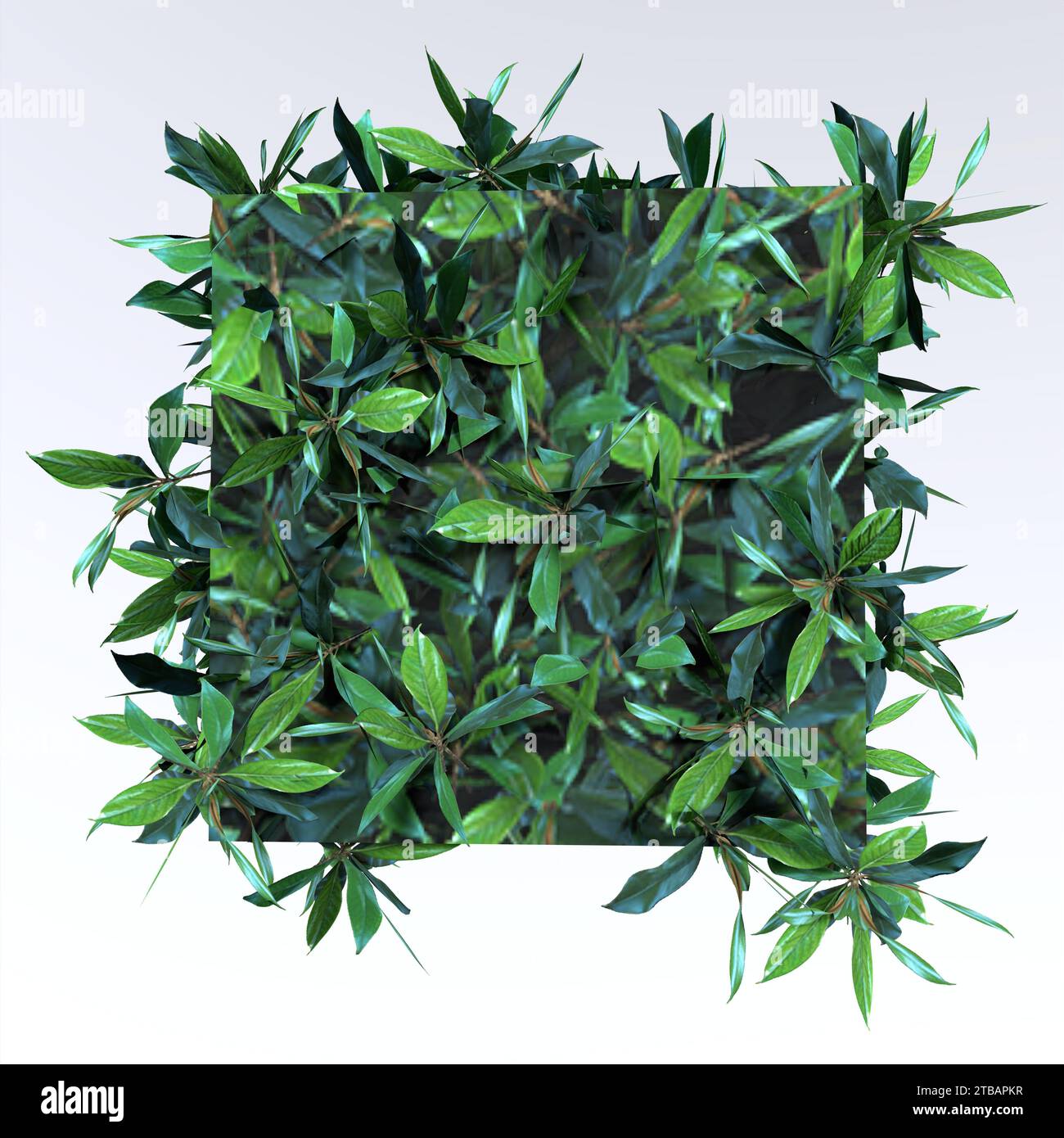 Small Round Hedge isolated on white background Stock Photo - Alamy