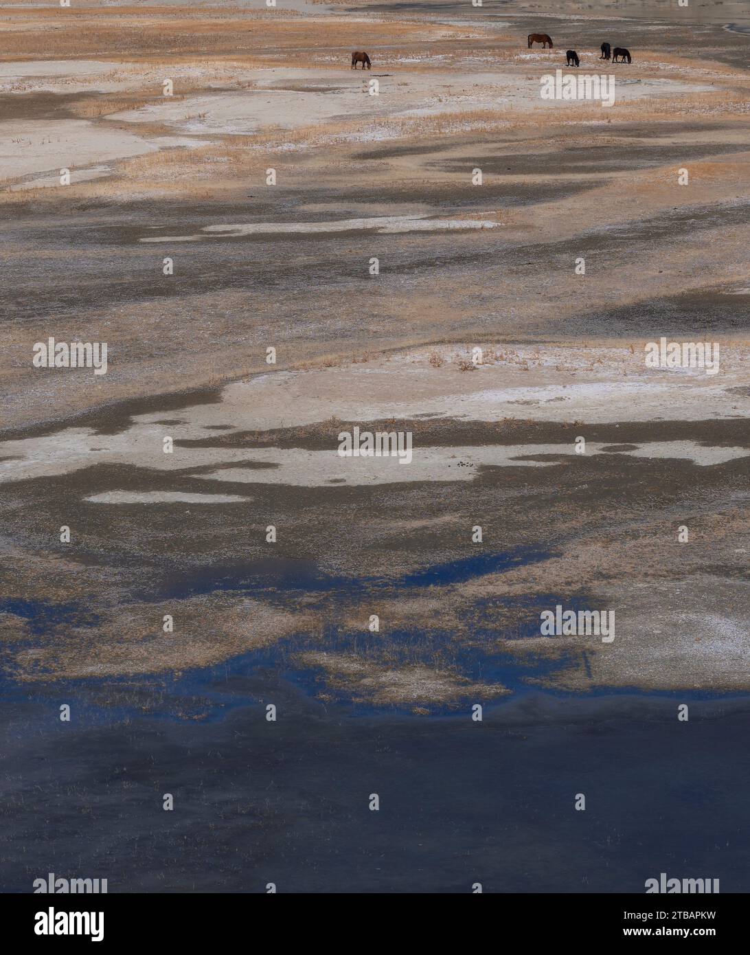 Horses in a Morandi wetland Stock Photo - Alamy