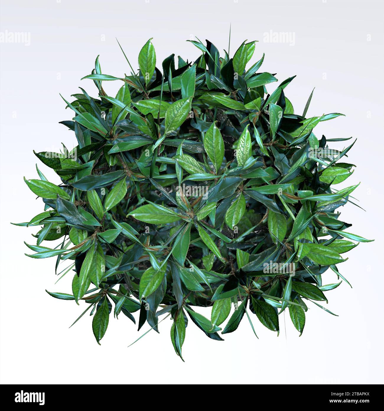 Small Round Hedge isolated on white background Stock Photo - Alamy
