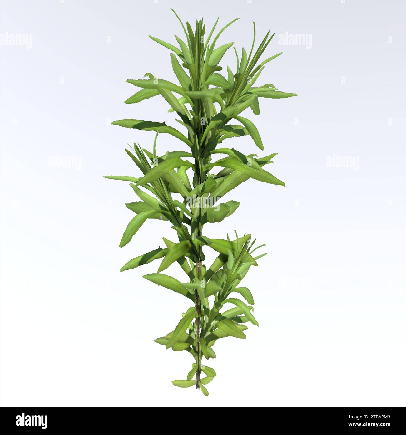 Tiny Weed isolated on white background Stock Photo - Alamy