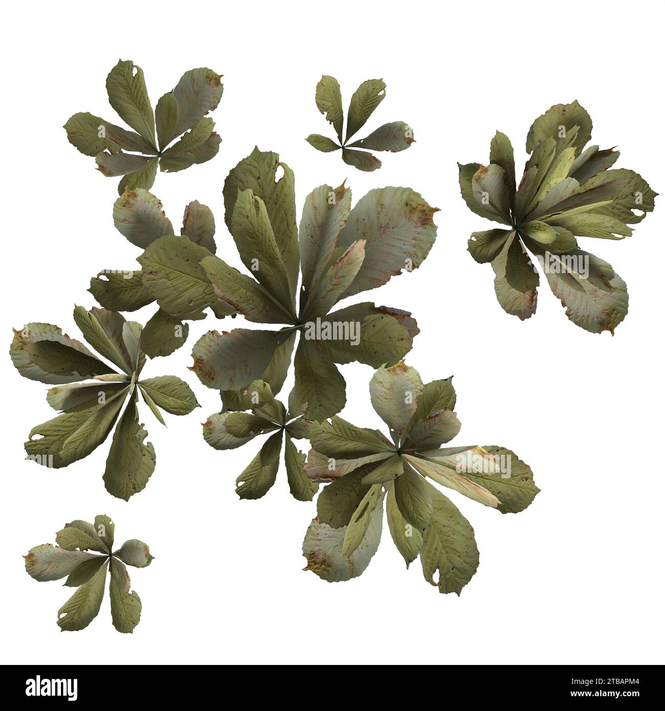 Tiny Weed isolated on white background Stock Photo - Alamy