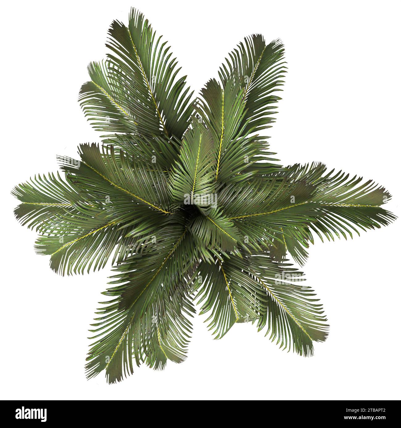 Tropical Shrubs isolated on white background Stock Photo - Alamy