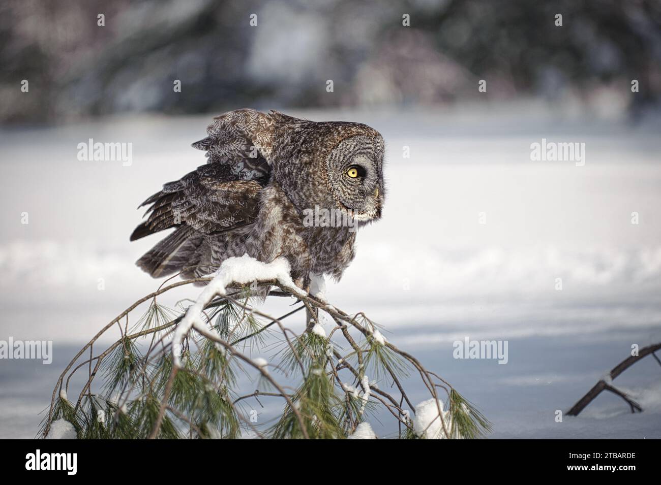 Owl on branche hi-res stock photography and images - Alamy
