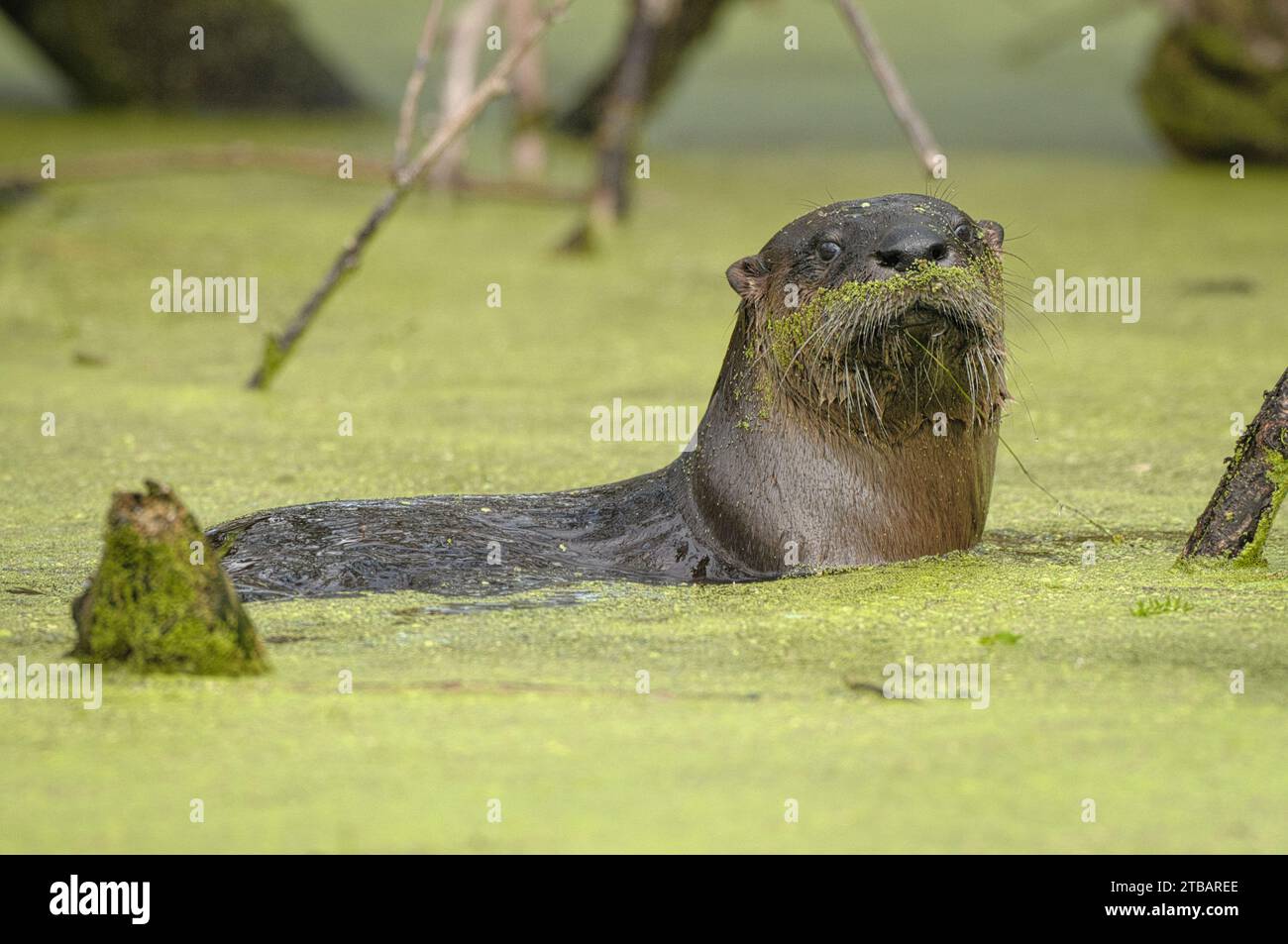 North american river otter swimming hi-res stock photography and images ...