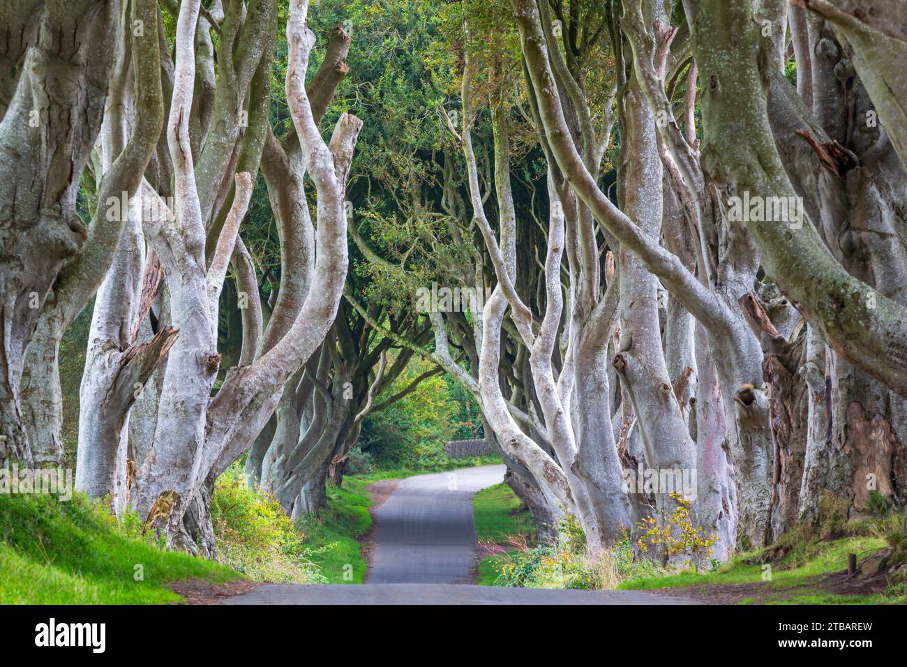 The Dark Hedges, Armoy, County Antrim, Northern Ireland,United Kingdom ...