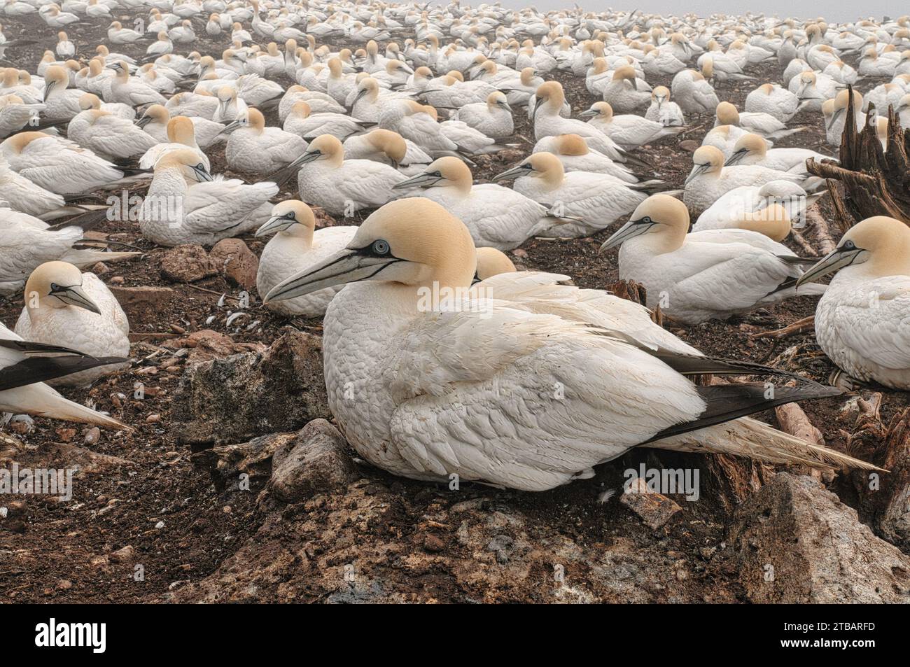 Gannets birds colony bonaventure island hi-res stock photography and ...