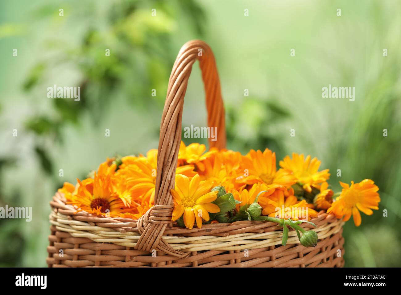 Beautiful fresh calendula flowers in wicker basket against blurred ...