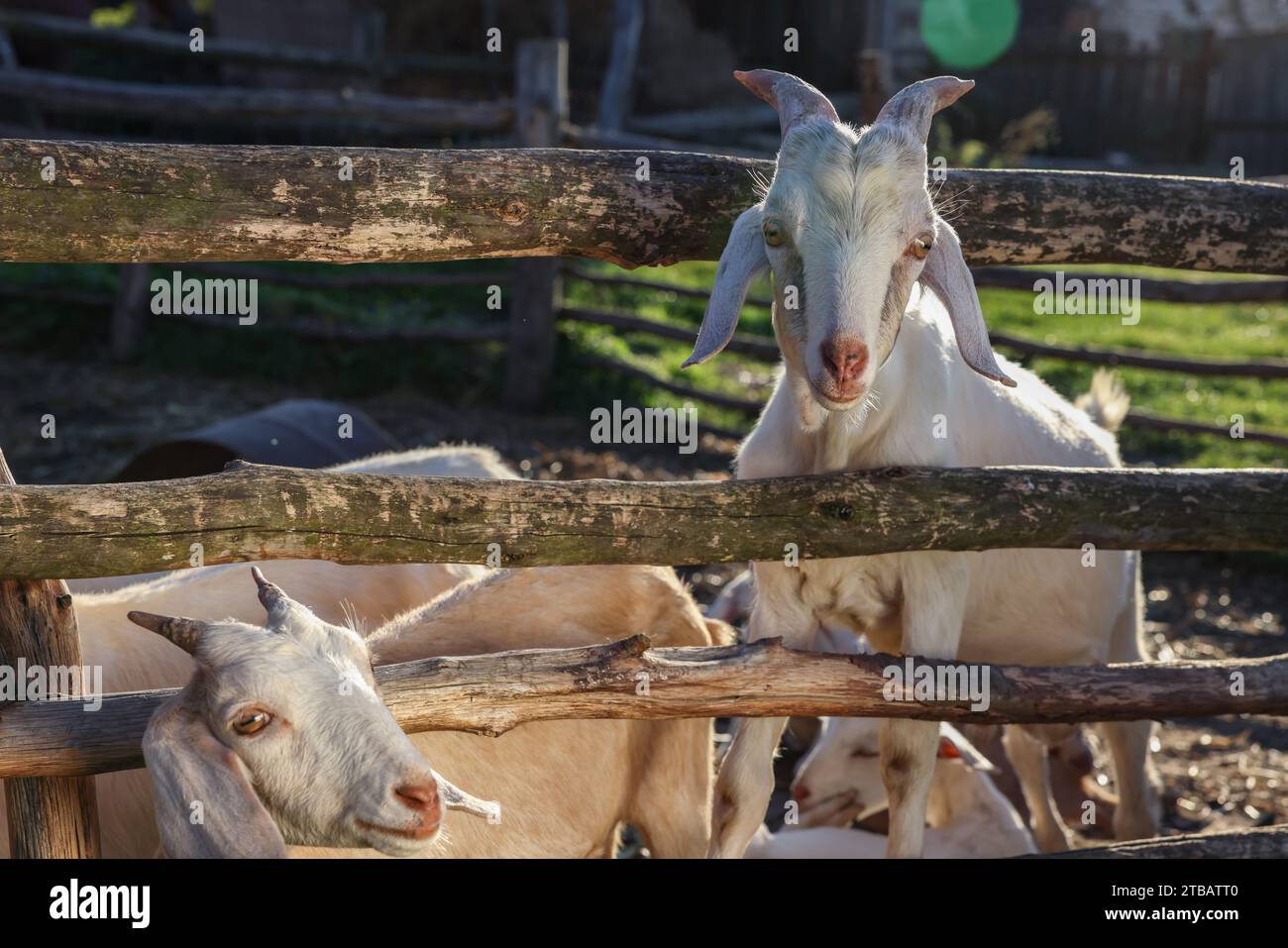Cute goats inside of paddock at farm Stock Photo - Alamy