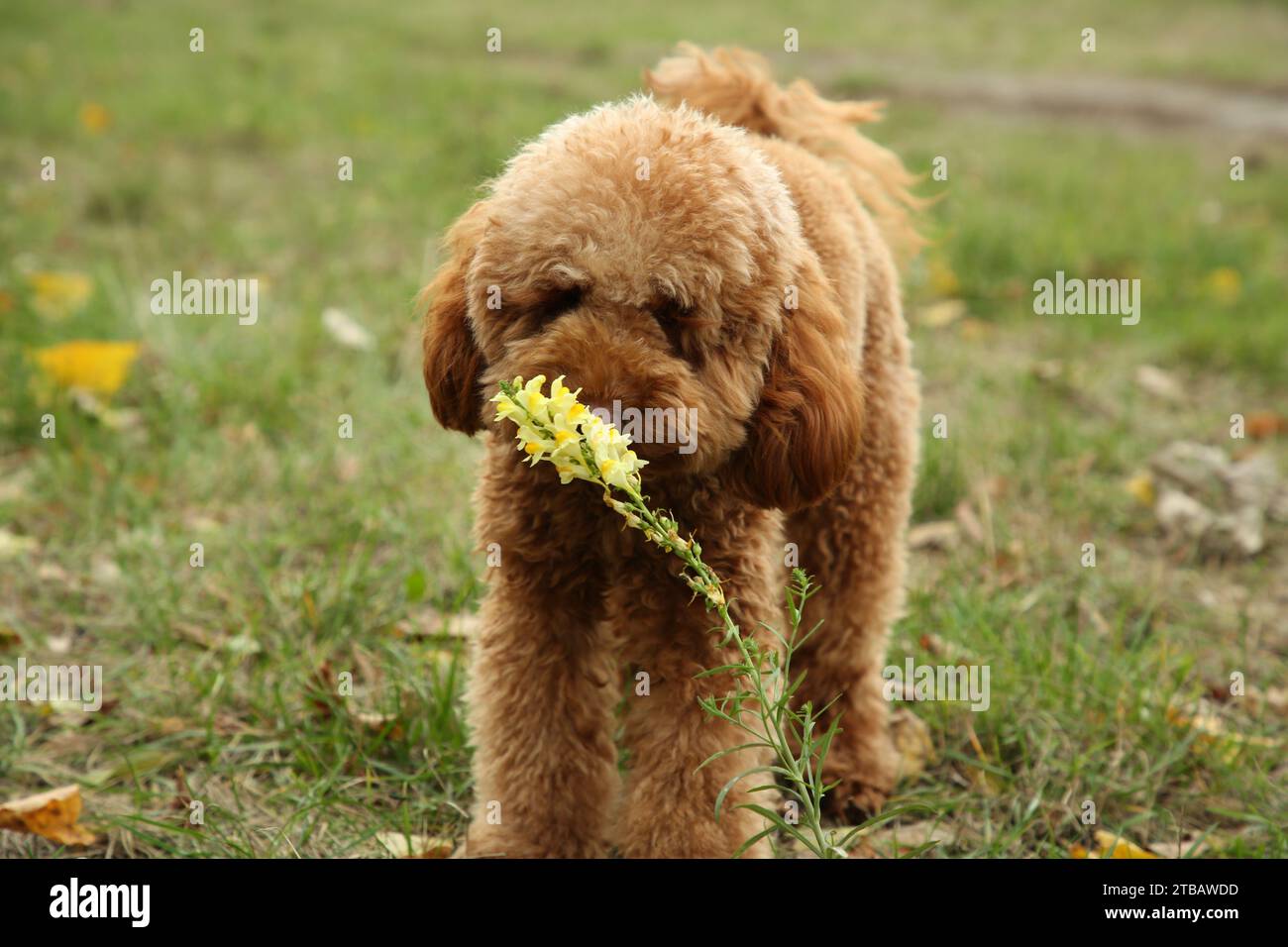Puppy sniffing flower hi-res stock photography and images - Alamy