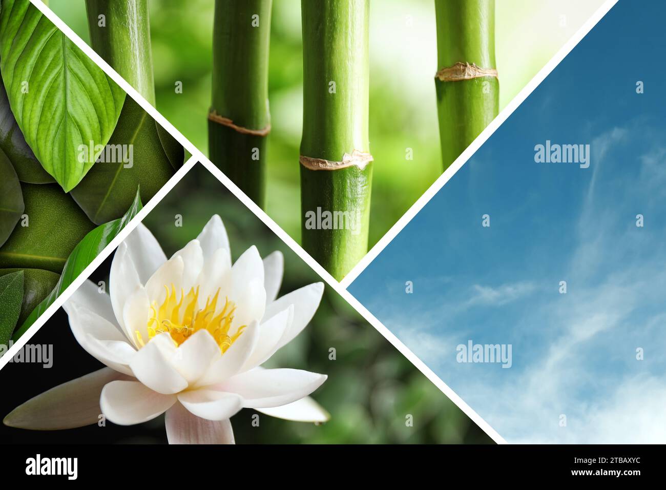 Sky, lotus flower, bamboo stems and green leaves, collage Stock Photo ...