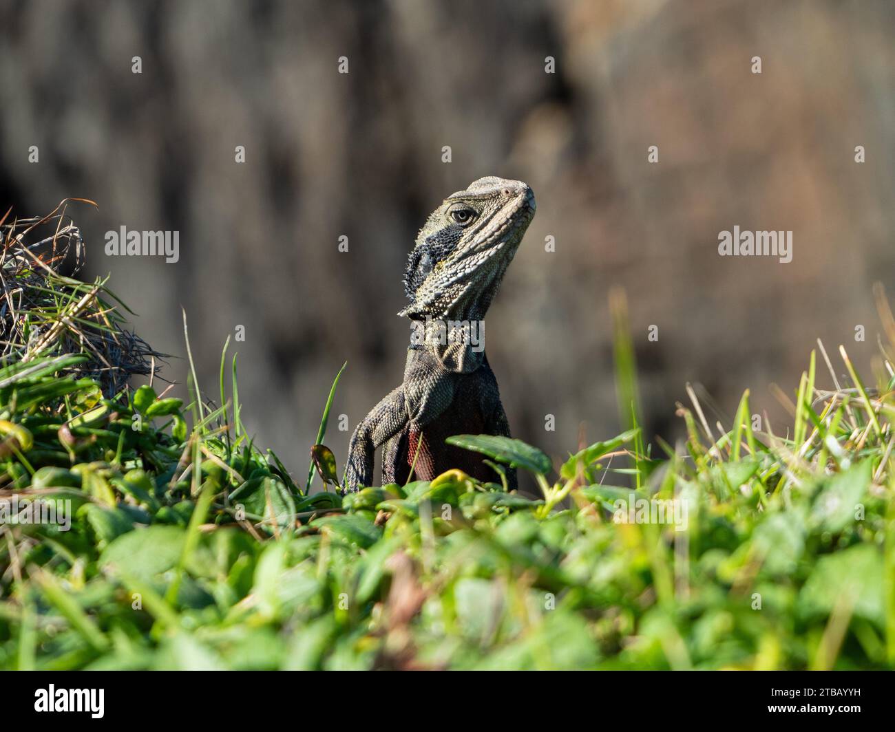 Eastern Water Dragon, Australian lizards Stock Photo - Alamy