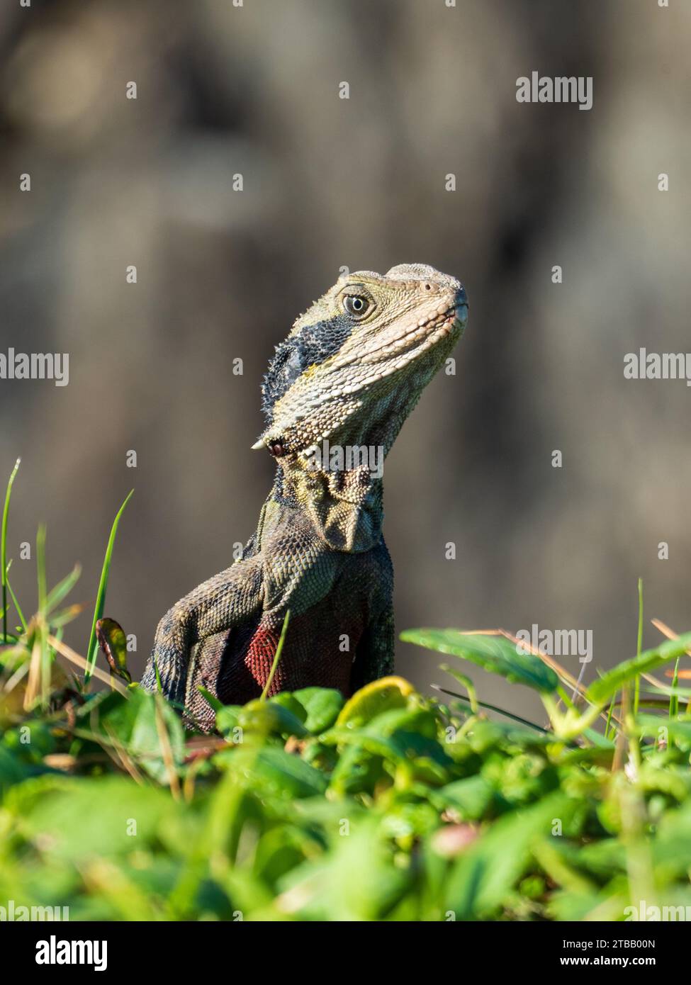 Eastern Water Dragon, Australian lizards, red upper belly Stock Photo ...
